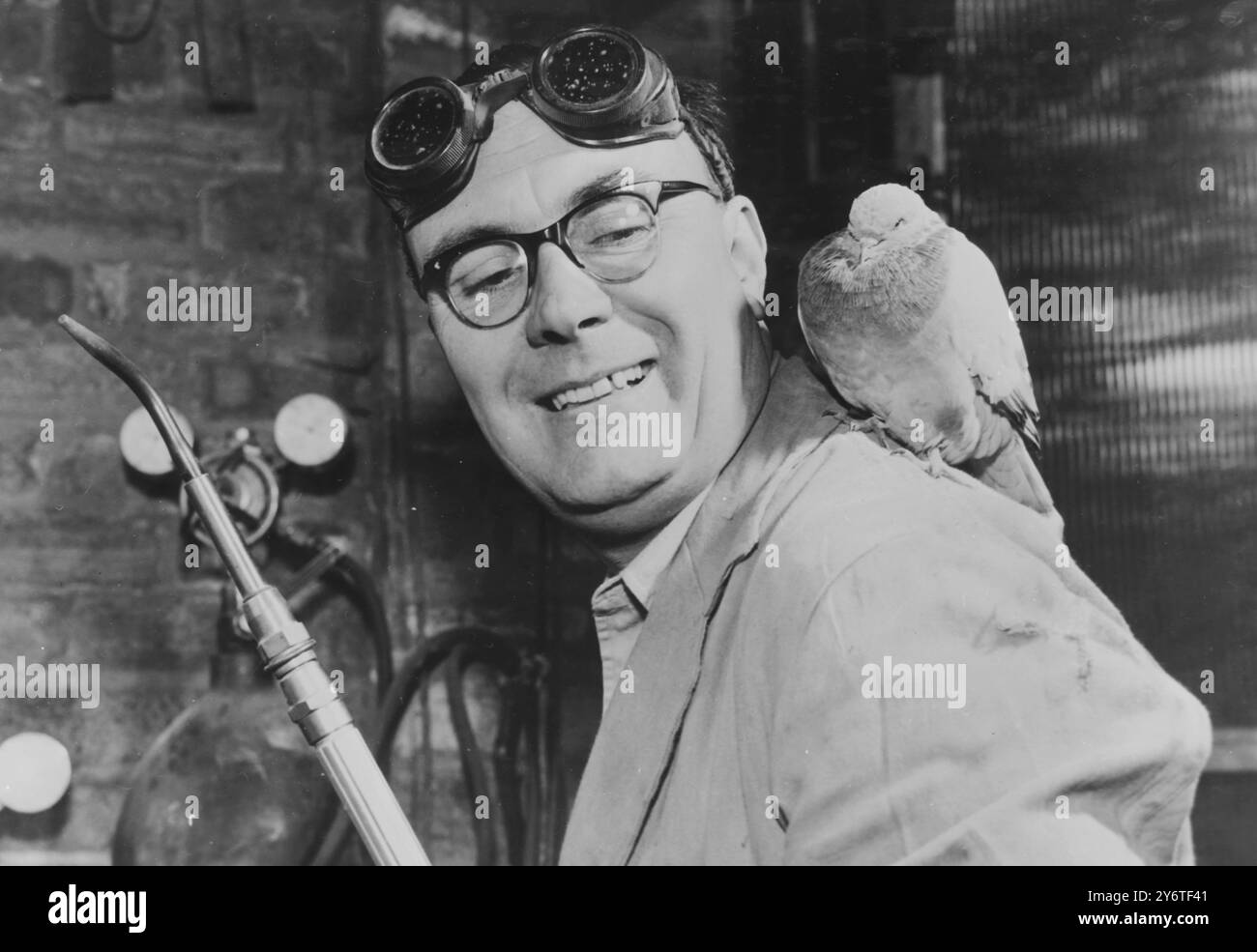 BIRDS PIGEONS MR SCOBIE PIGEON JOEY ON SHOULDER 13 NOVEMBER 1961 Stock ...