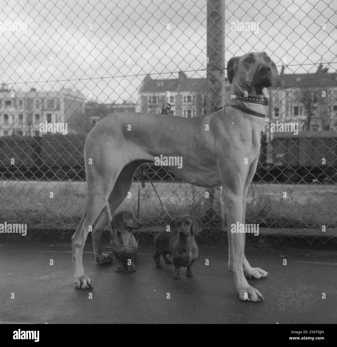 BIG DOG WITH SMALL DOGS 2 NOVEMBER 1961 Stock Photo - Alamy