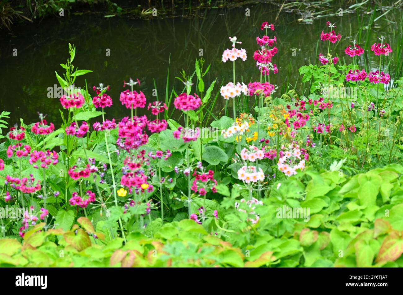 Mixed spring flowers of Candelabra primroses, candelabra primulas ...