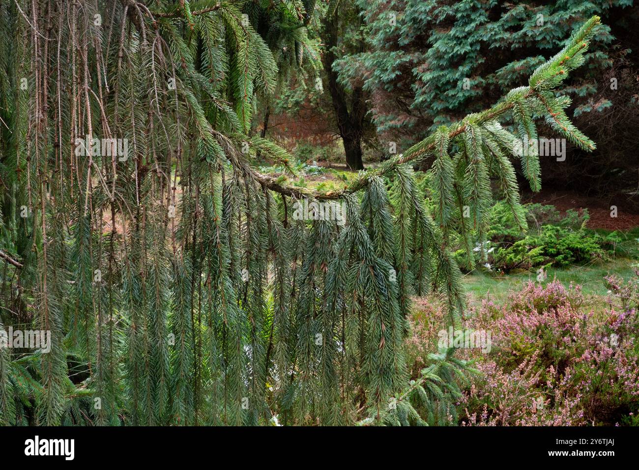 Curved branch of an Engelmann spruce, also known as White spruce and ...