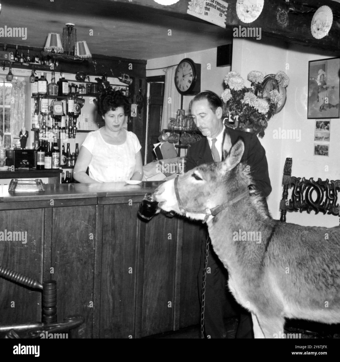 Beer donkey hi-res stock photography and images - Alamy