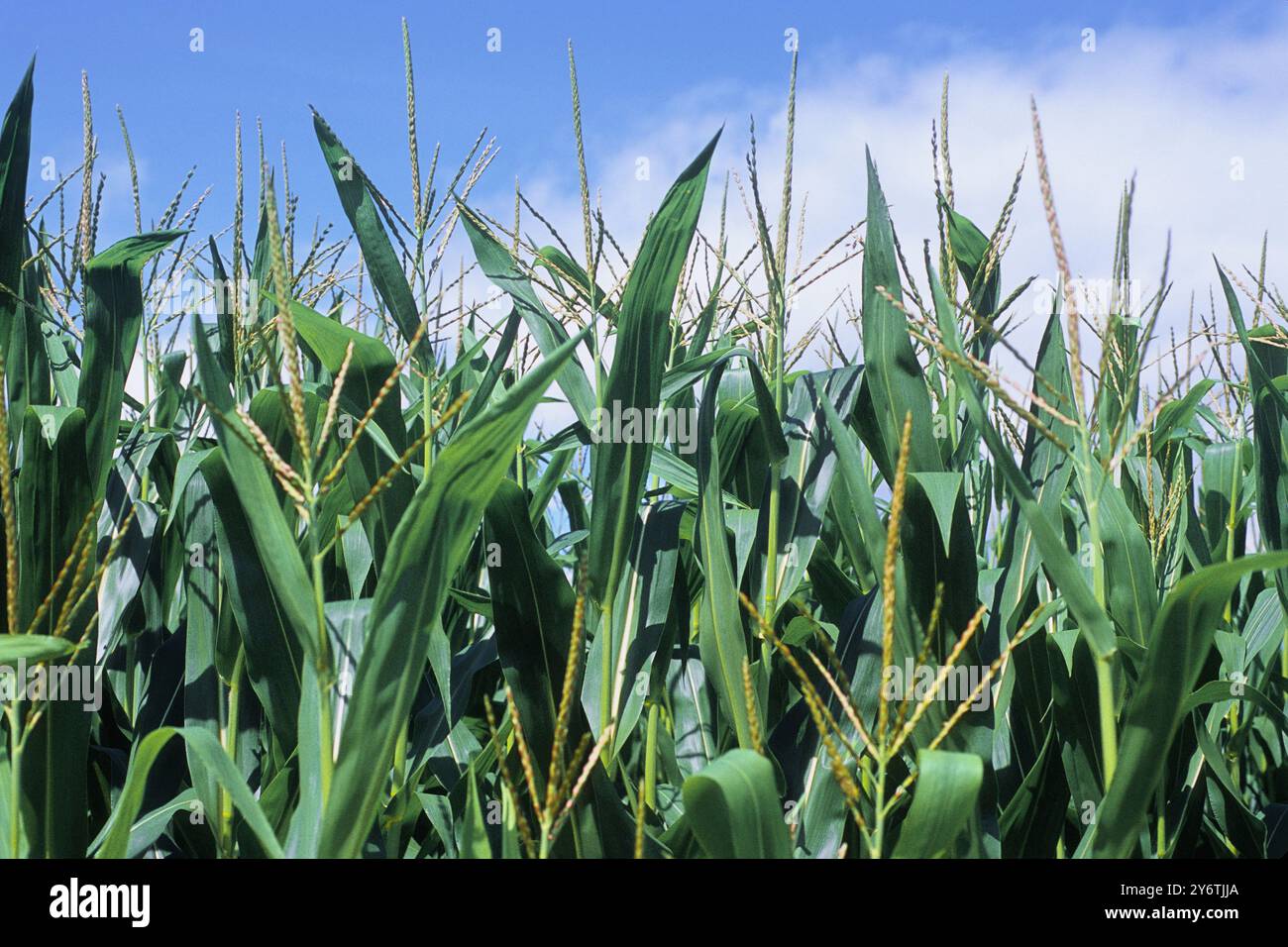 Corn growing scenic closeup. Rural nature scene Farming and agriculture ...