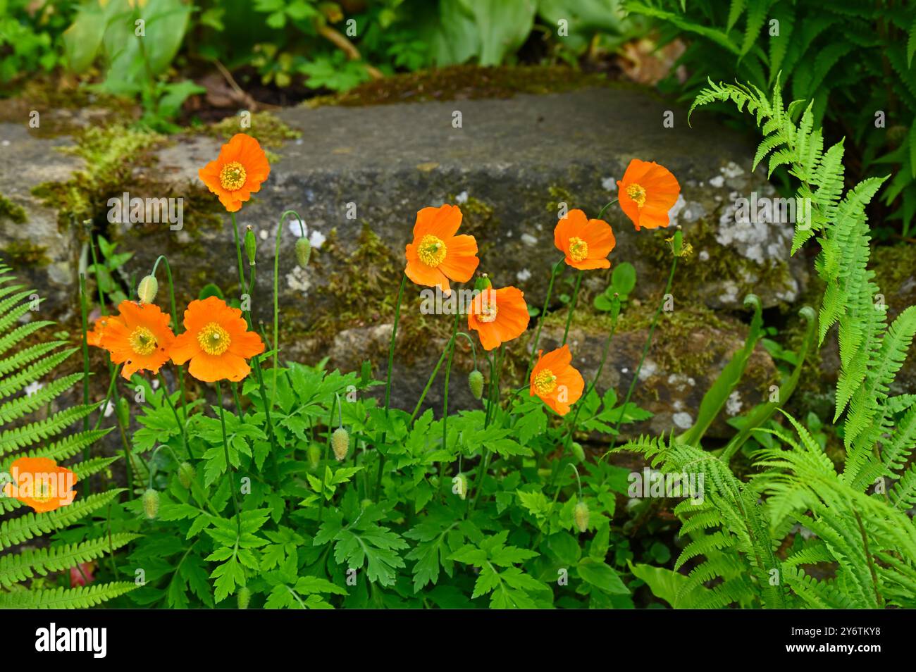 Orange spring flowers of Welsh poppy Meconopsis cambrica growing with ...