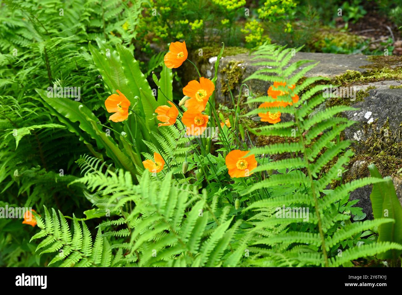 Orange spring flowers of Welsh poppy Meconopsis cambrica growing with ...