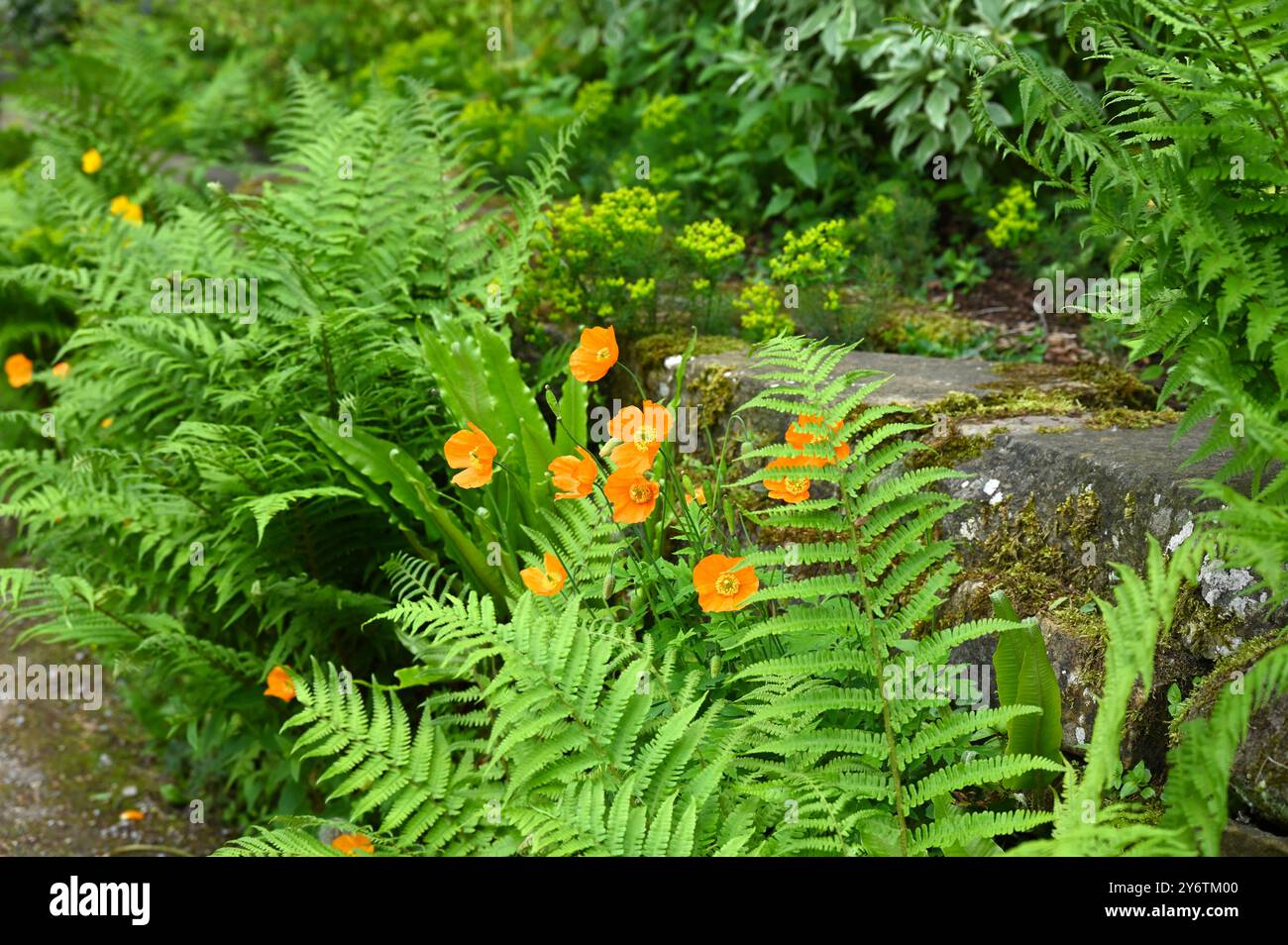 Orange spring flowers of Welsh poppy Meconopsis cambrica growing with ...
