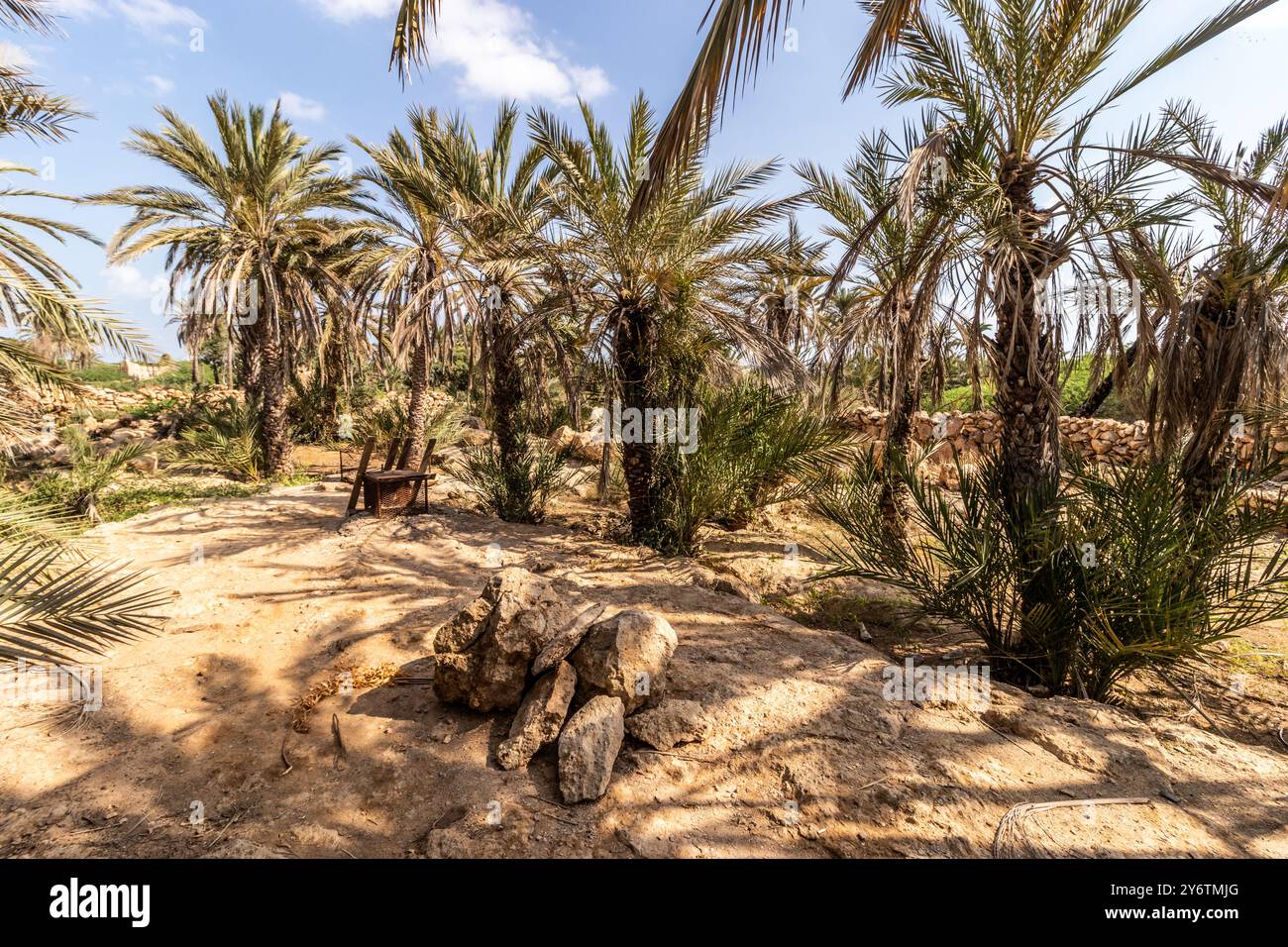 Palms in Al Qassar heritage village on Farasan island, Saudi Arabia ...