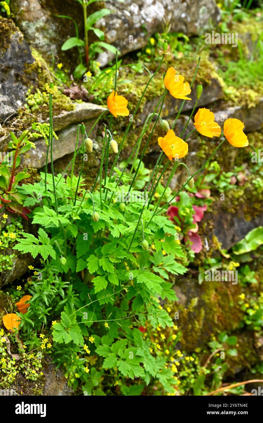 Orange spring flowers of Welsh poppy Meconopsis cambrica growing in ...