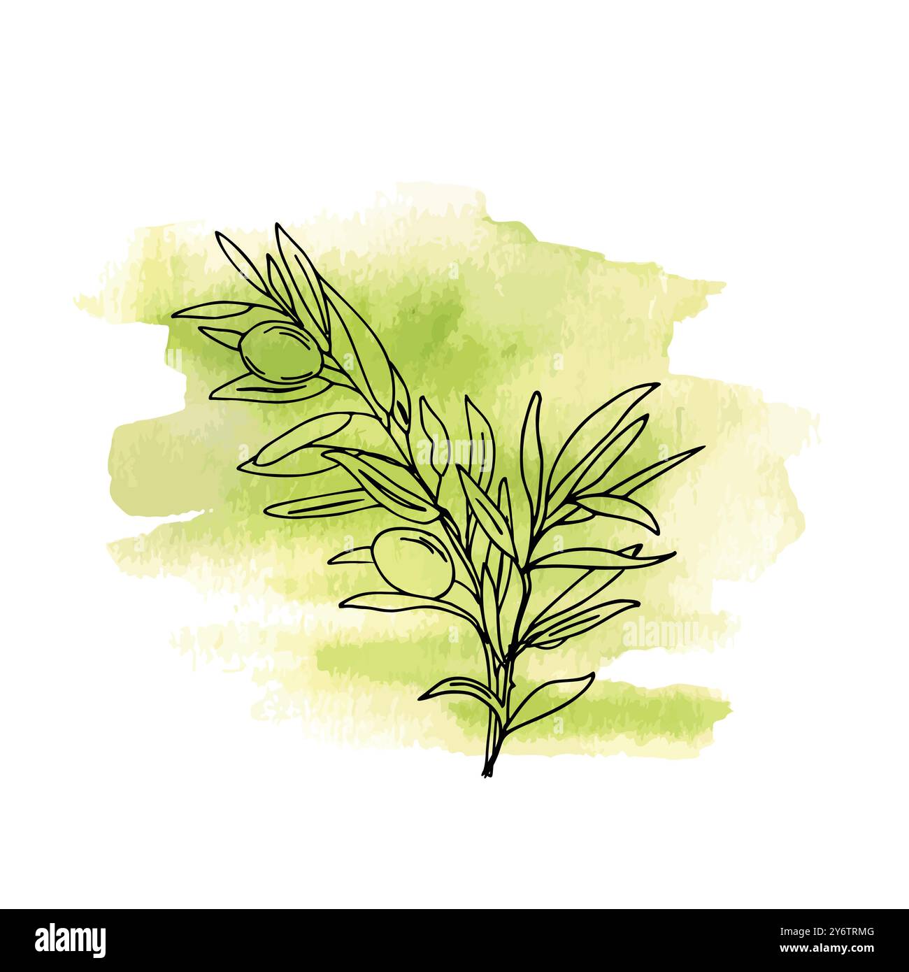 Olive Branch with Olives on green Watercolor background. Hand drawn ...