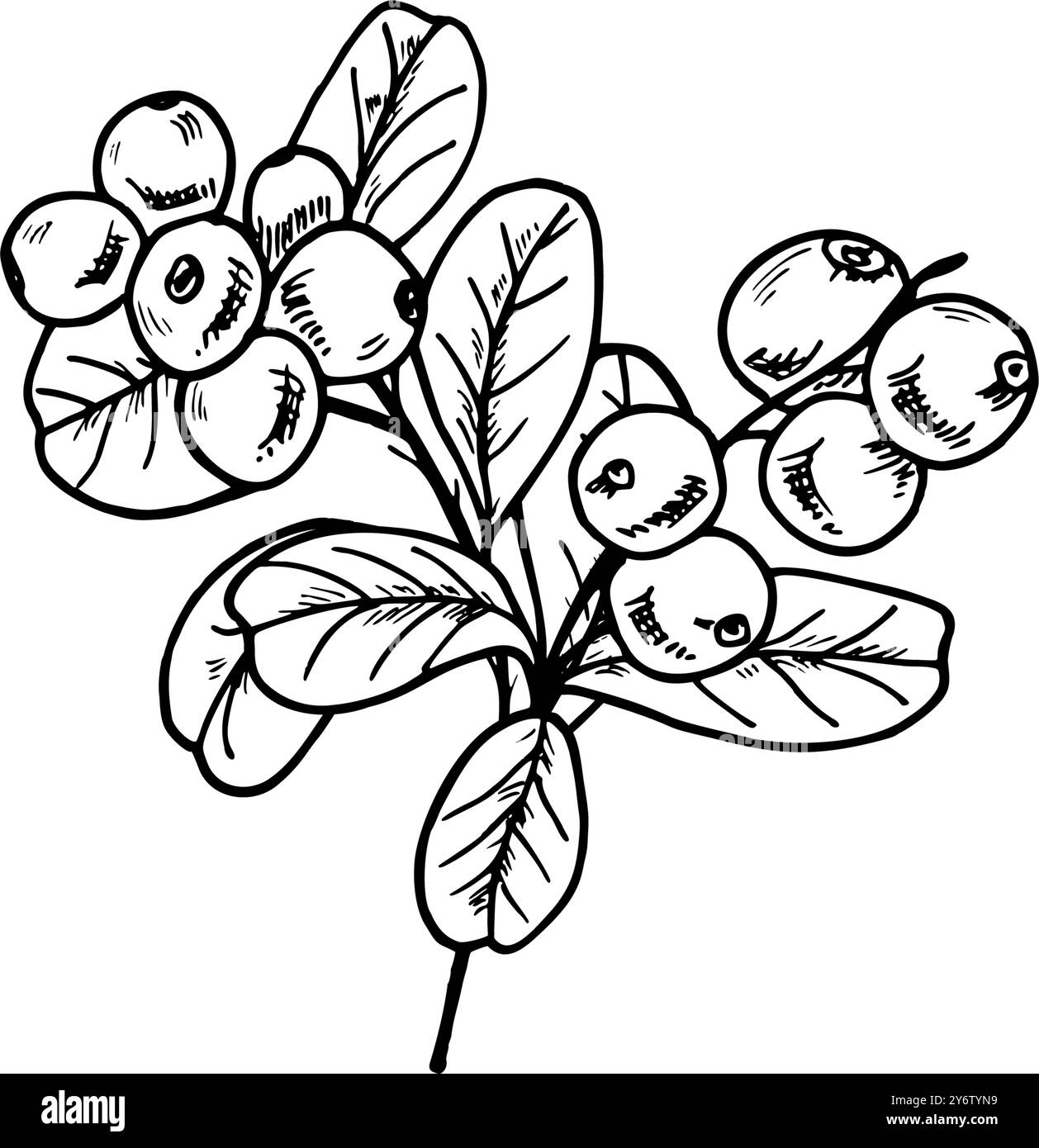 Cranberry drawing realistic Stock Vector Images - Alamy