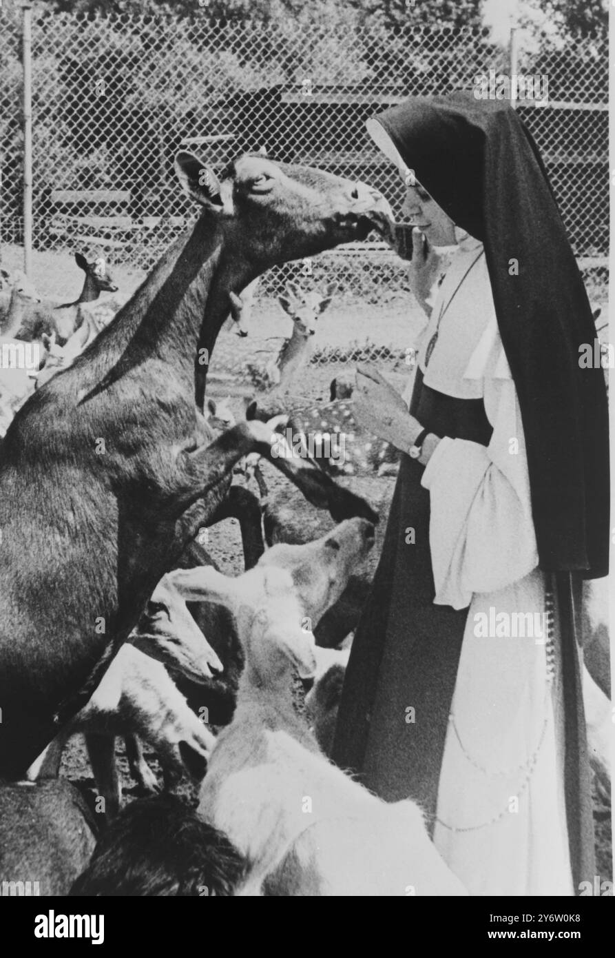 NUN MARY ANN WITH DEER / 5 AUGUST 1961 Stock Photo - Alamy