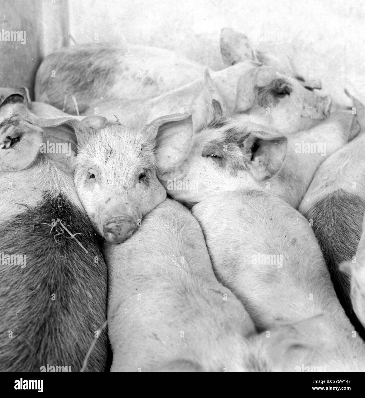 PIGS IN SURREY 31 JULY 1961 Stock Photo - Alamy