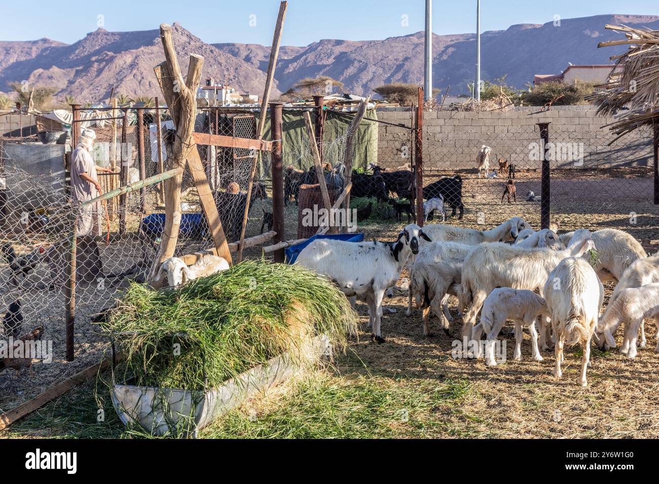 Goat farm saudi arabia hi-res stock photography and images - Alamy