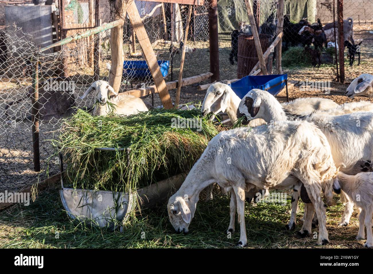 Saudi agriculture cattle hi-res stock photography and images - Alamy