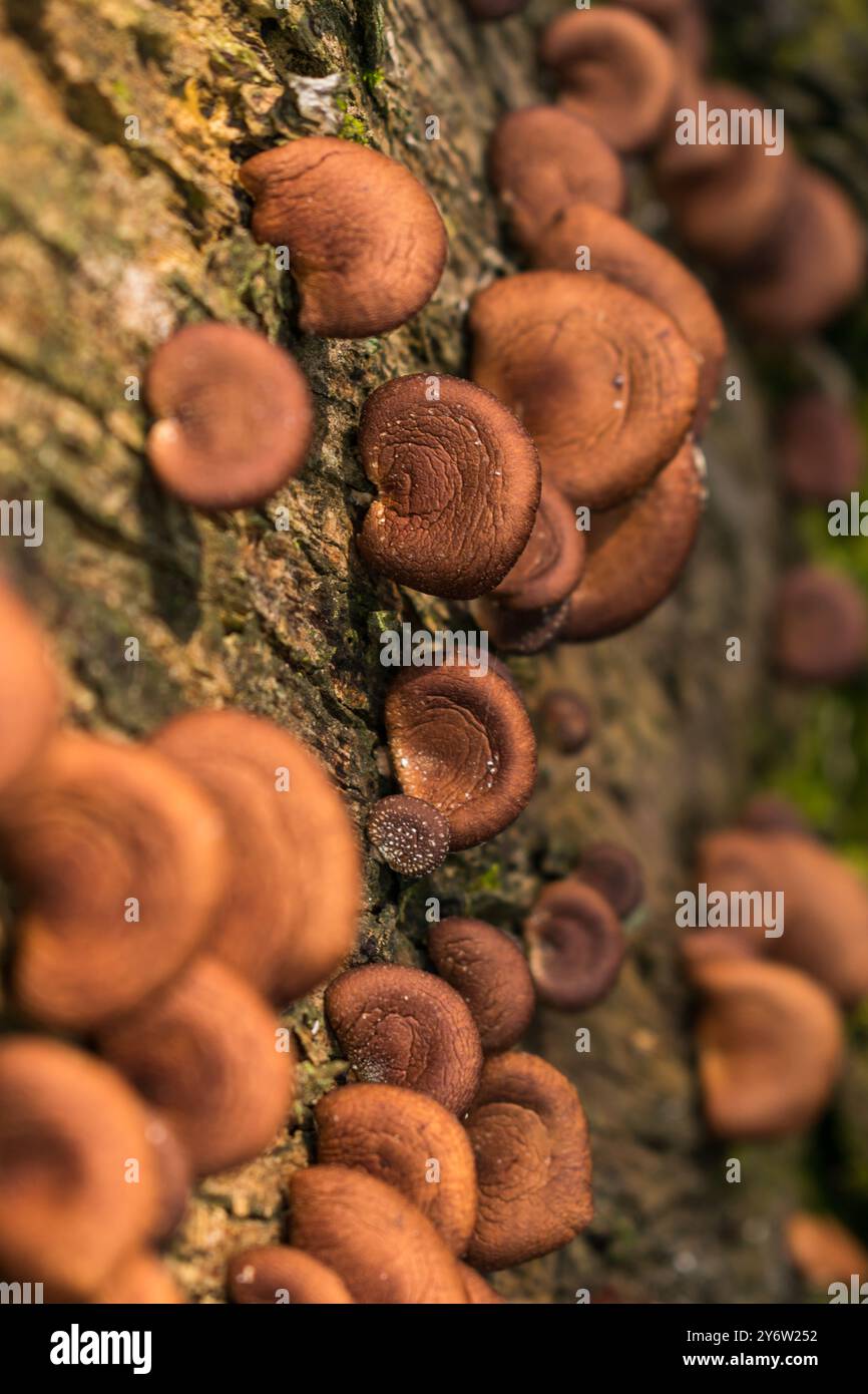 Wild shiitake mushroom (Lentinula boryana) - wild edible fungi in São ...