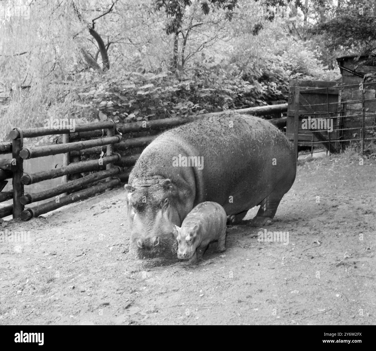 HIPPOPOTAMUS AT WHIPSNADE ZOO 21 JULY 1961 Stock Photo - Alamy