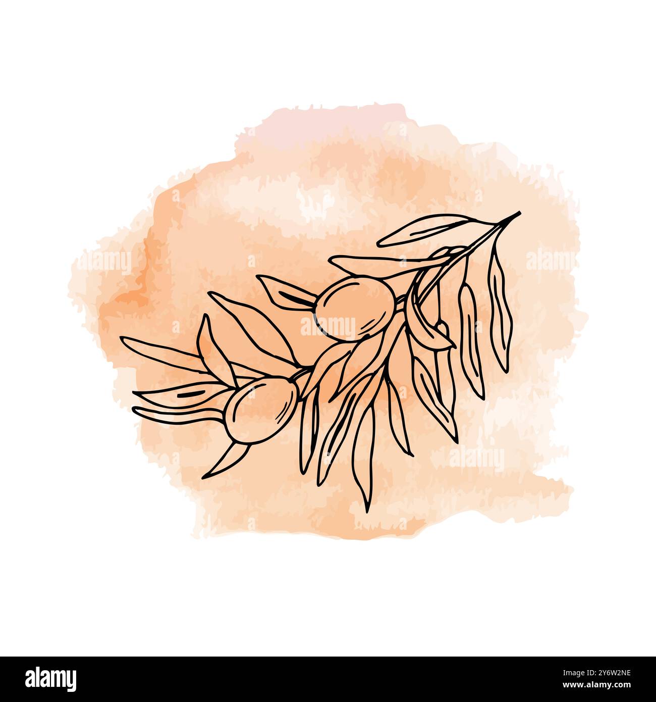 Olive Branch with Olives on orange Watercolor background. Hand drawn ...