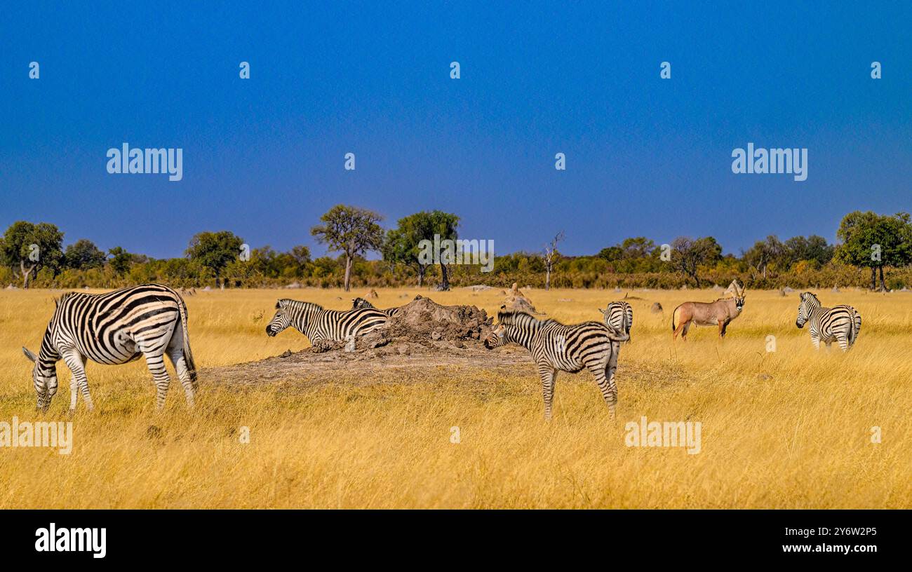Zebra and Roan antelope roam the grasslands of Ngweshla Pan in Hwange ...