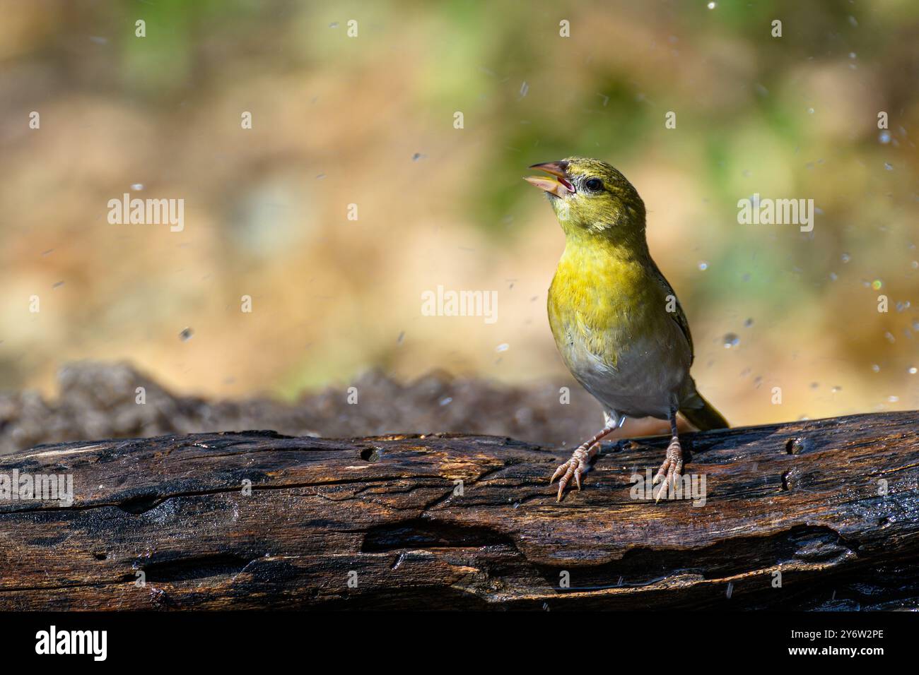 Female village weaver enjoying a shower at the Kennedy 1 camp ground in ...