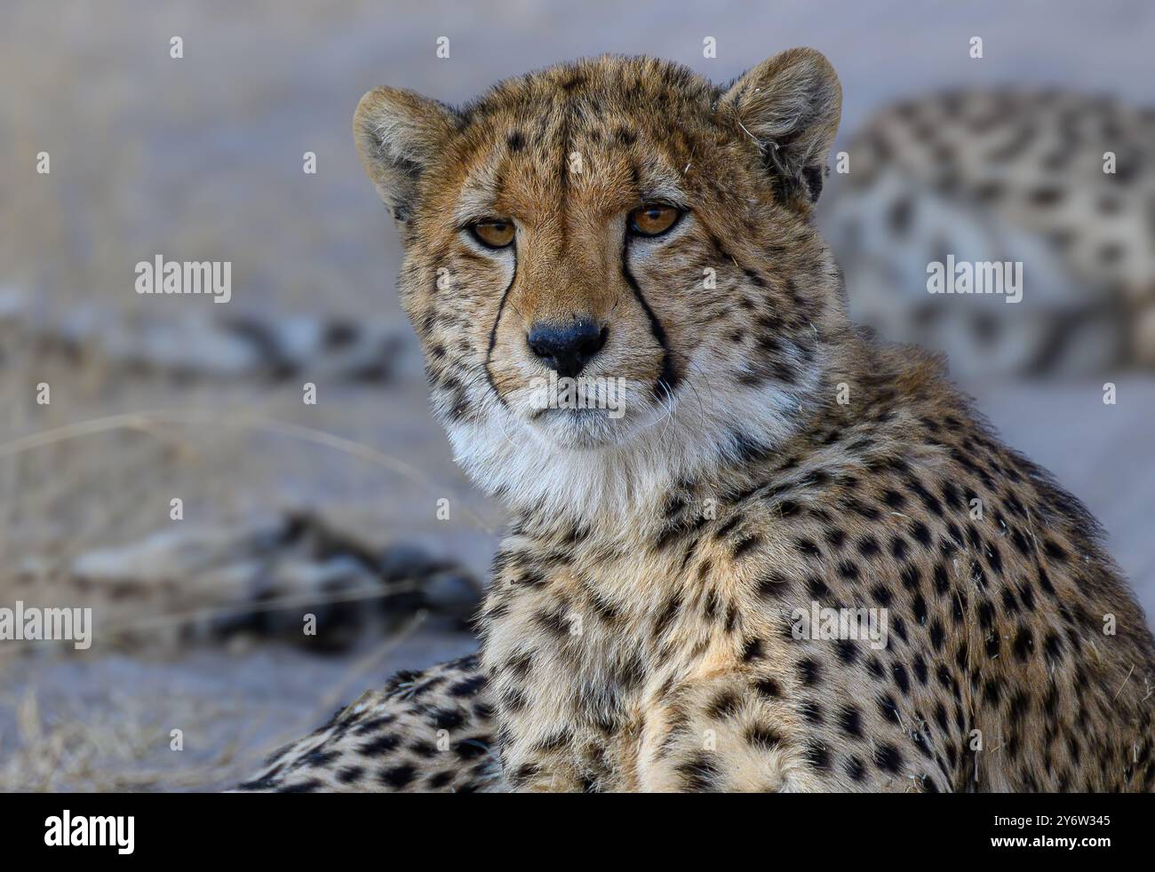 Portrait of female Cheetah, HNP046 also known as Cindy, in Hwange ...