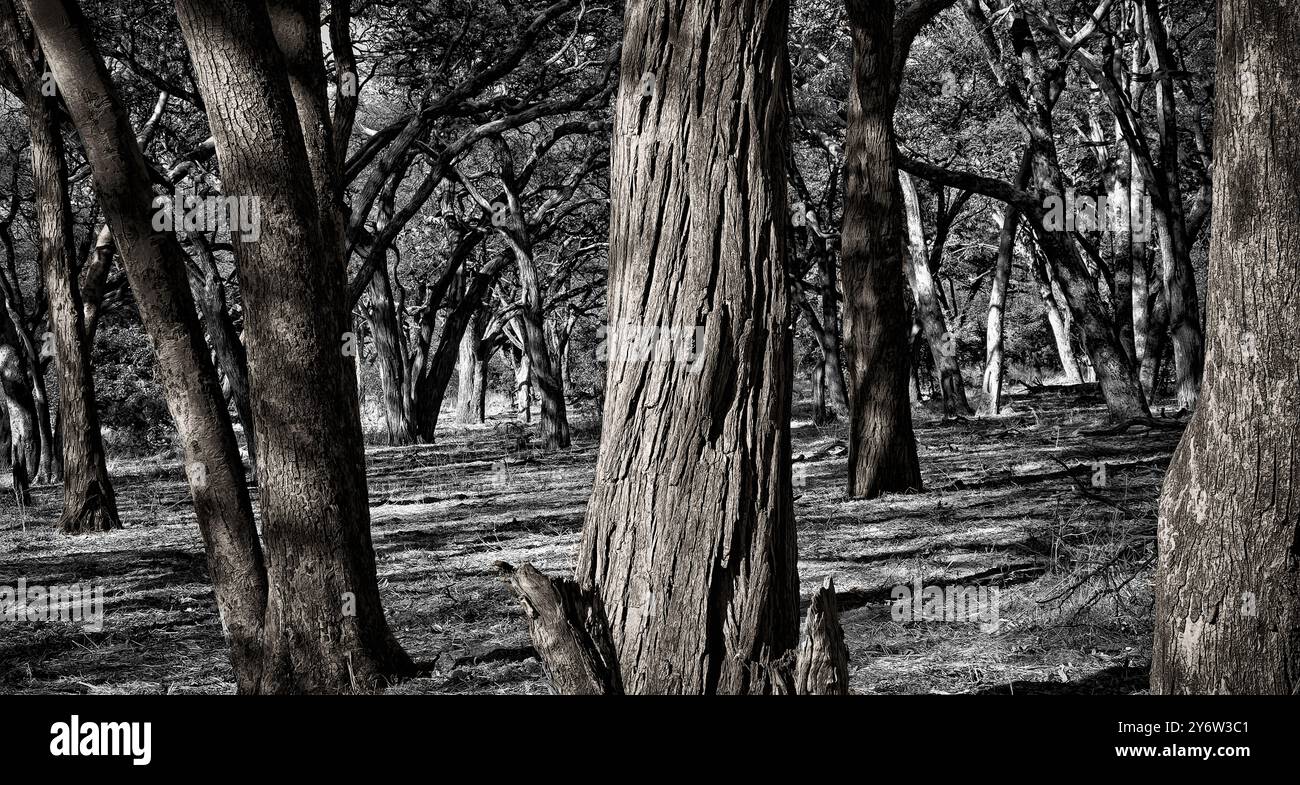 Rhodesian teak hi-res stock photography and images - Alamy