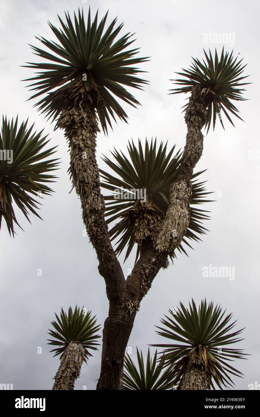 Yucca tree hi-res stock photography and images - Alamy