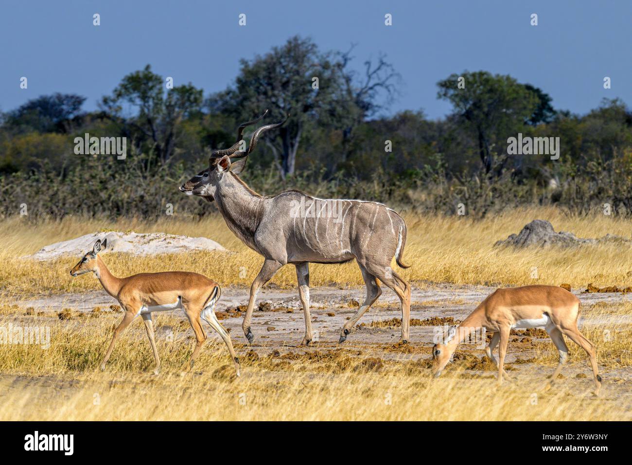 Male greater kudu walks hi-res stock photography and images - Alamy