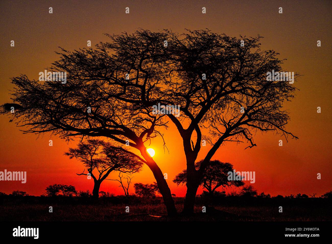 African savanna trees and grass hi-res stock photography and images - Alamy