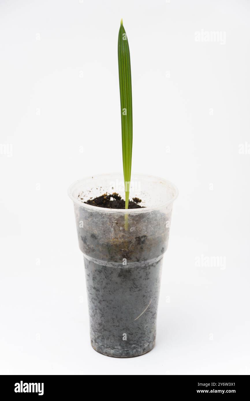 Plant sprout Date palm in a plastic cup, close-up on a white background ...