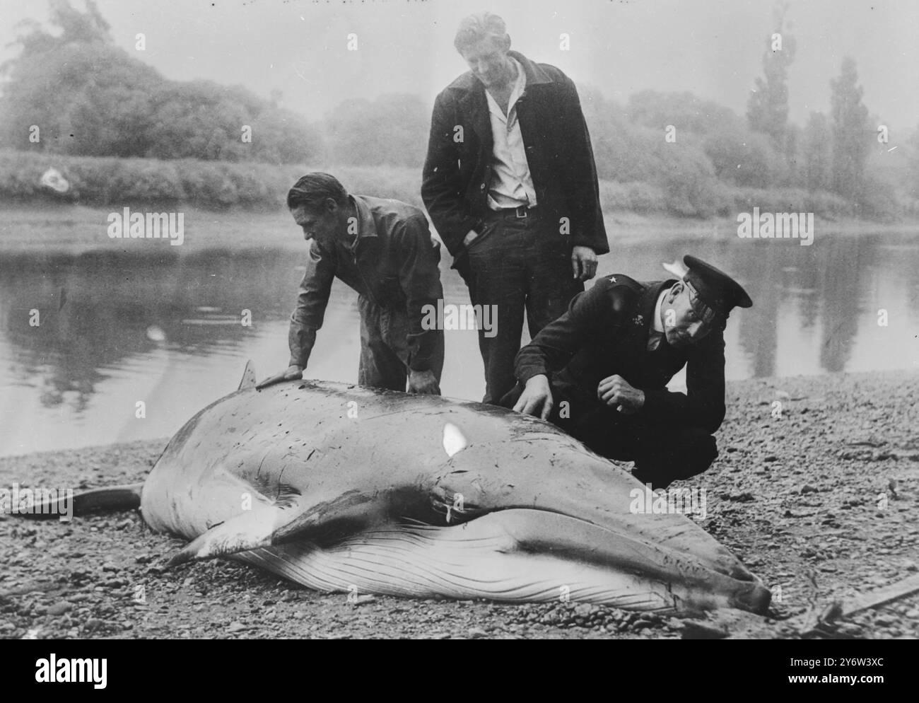 PETER MCCAMILY EXAMINES STRANDED WHALE IN THAMES 13 JULY 1961 Stock ...