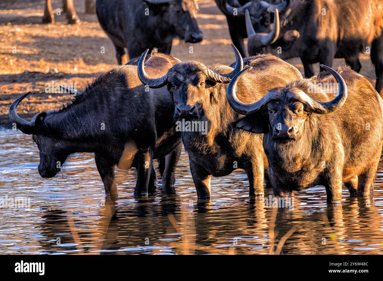 Cape Buffalo drinking at the Sikumi Tree Lodge waterhole Stock Photo ...