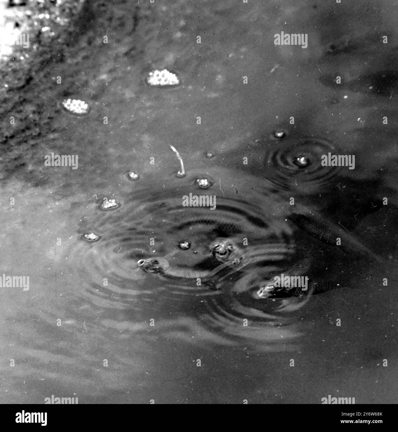 Fish in a pond Black and White Stock Photos & Images - Alamy