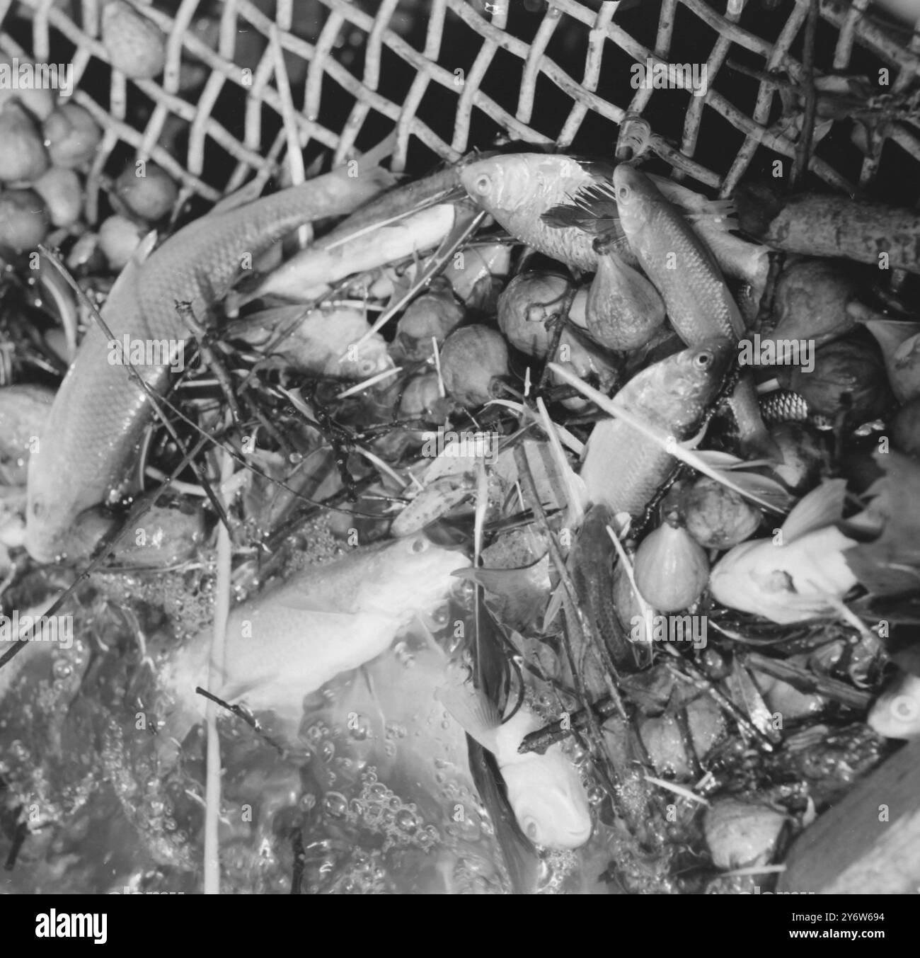 FISH DEAD FISH FLOATING LAKE DUE LACK OXYGEN 19 JUNE 1961 Stock Photo ...
