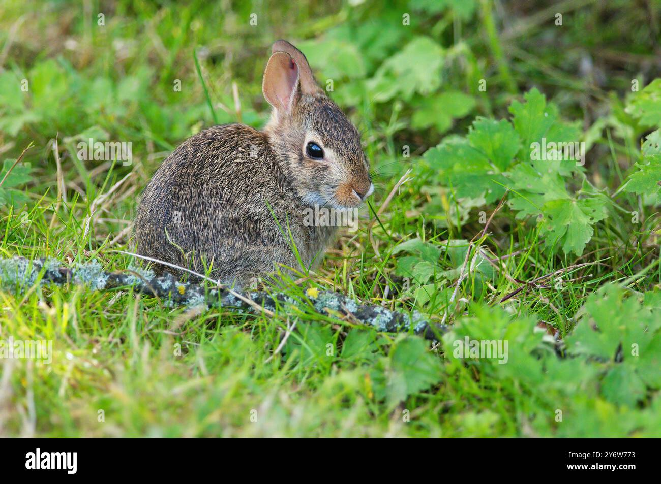 Rabbit bush hi-res stock photography and images - Alamy