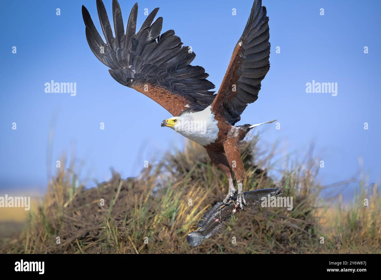 African Fish Eagle with catfish Stock Photo - Alamy