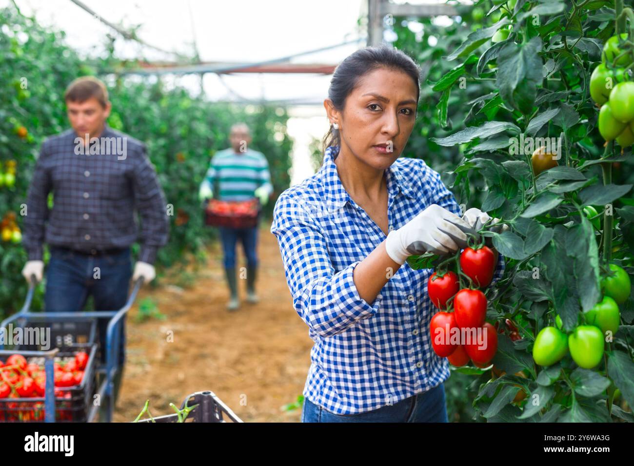 Group of gardeners harvesting tomatoes in glasshouse Stock Photo - Alamy