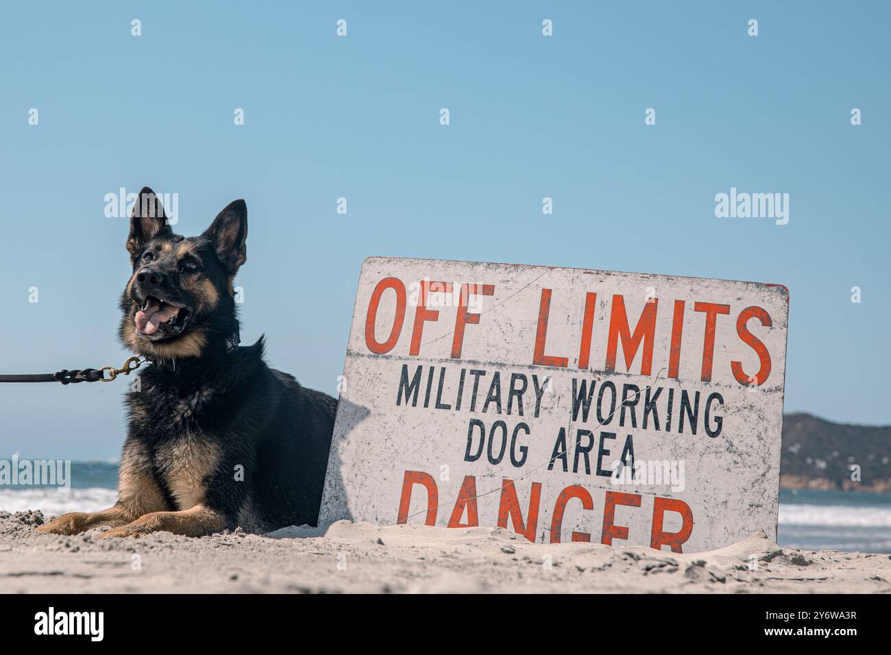 U.S. Marine Corps Military Working Dog Nico, poses for a photo during ...
