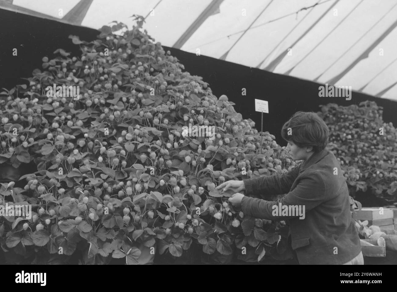 Chelsea flower show black and white Black and White Stock Photos ...