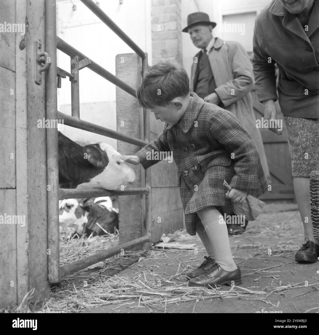 GRAHAM FORESTER WITH A CALF GUILDFORD CATTLE MARKET / 8 MAY 1961 Stock ...