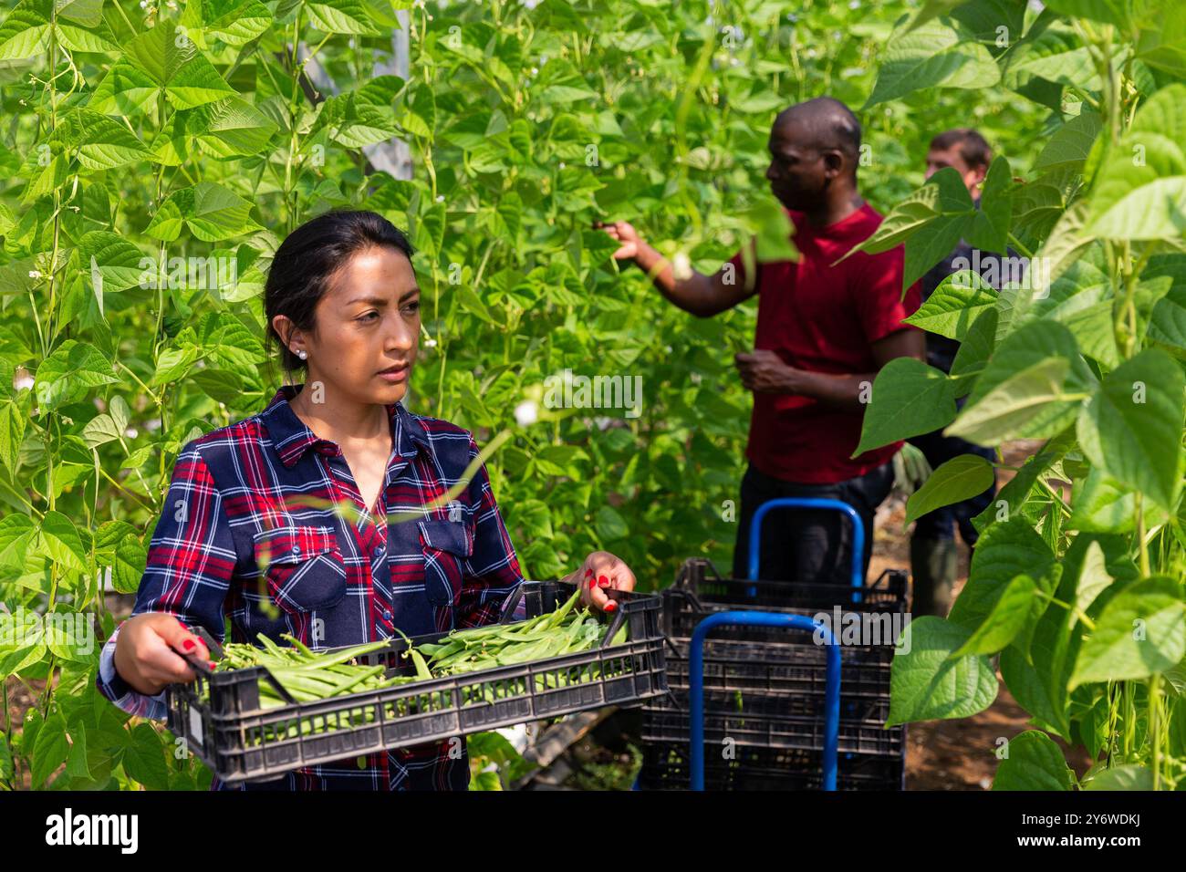 Female gardener carrying crate with bean in greenhouse Stock Photo - Alamy
