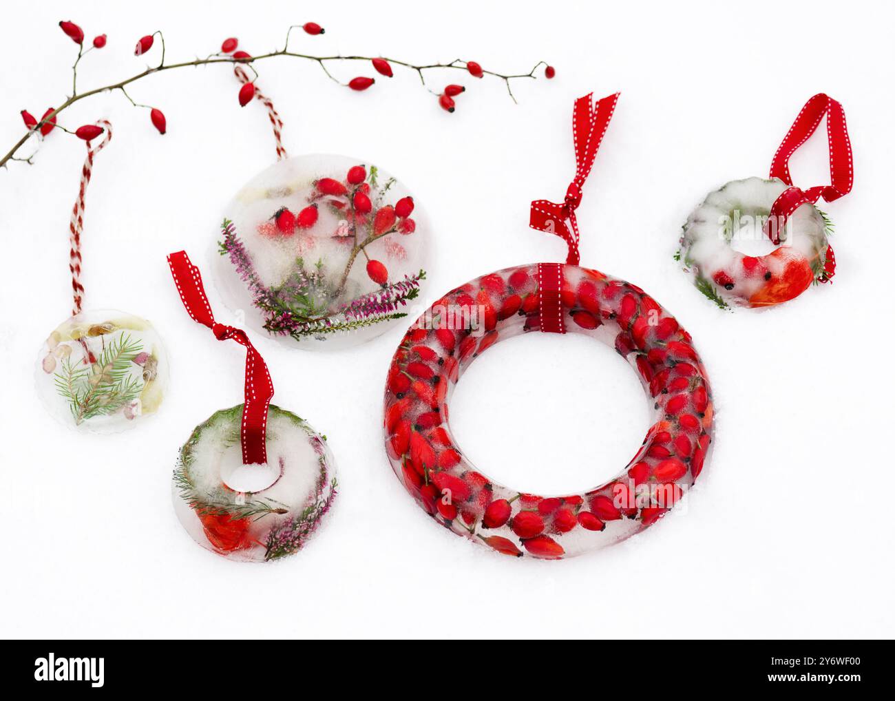 Christmas rose in winter Cut Out Stock Images & Pictures - Alamy