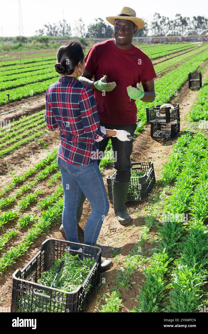 Two farmers talking between work - harvesting arugula Stock Photo - Alamy