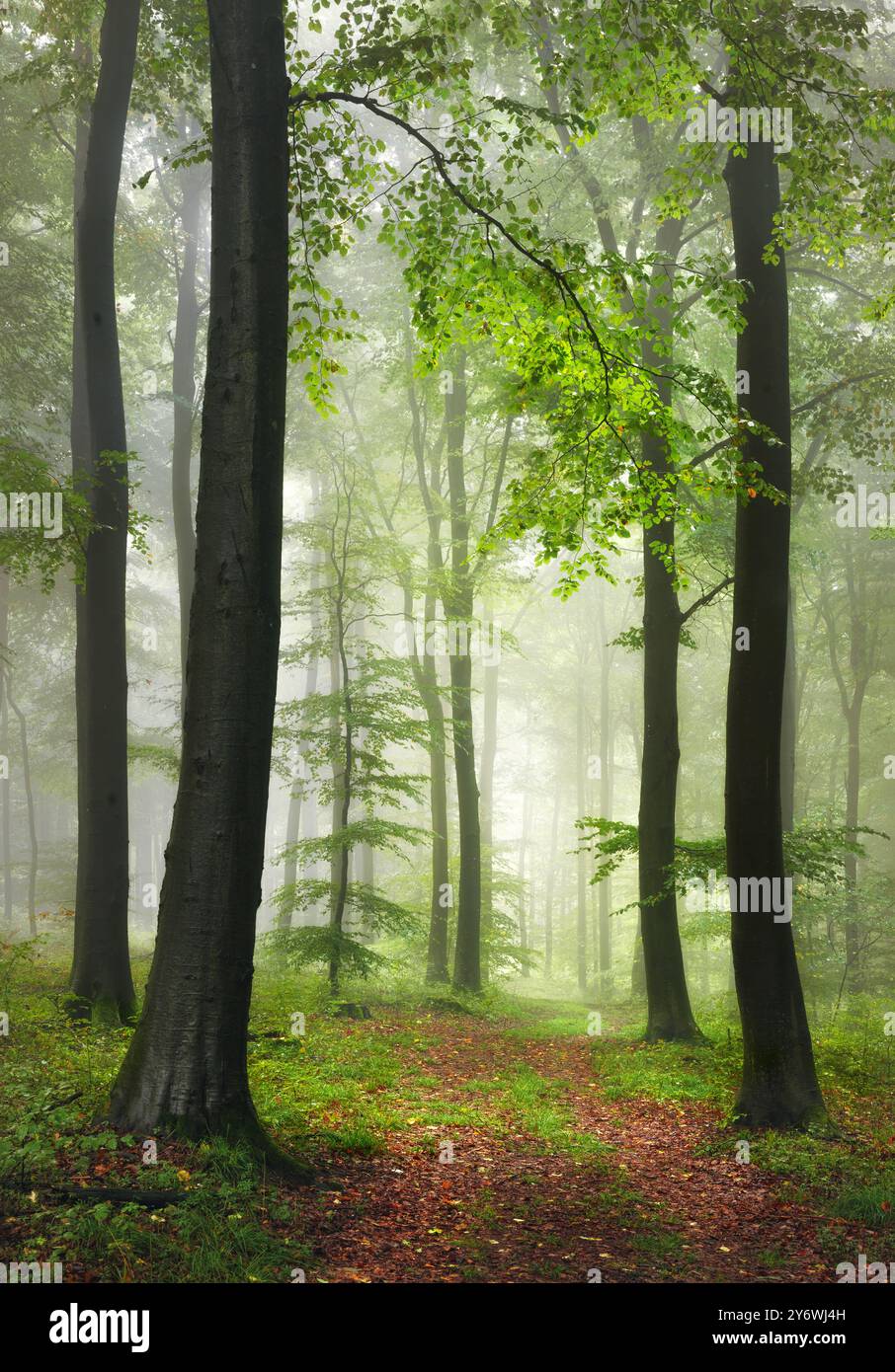 Foggy dream landscape in a forest with beautiful deciduous trees and ...