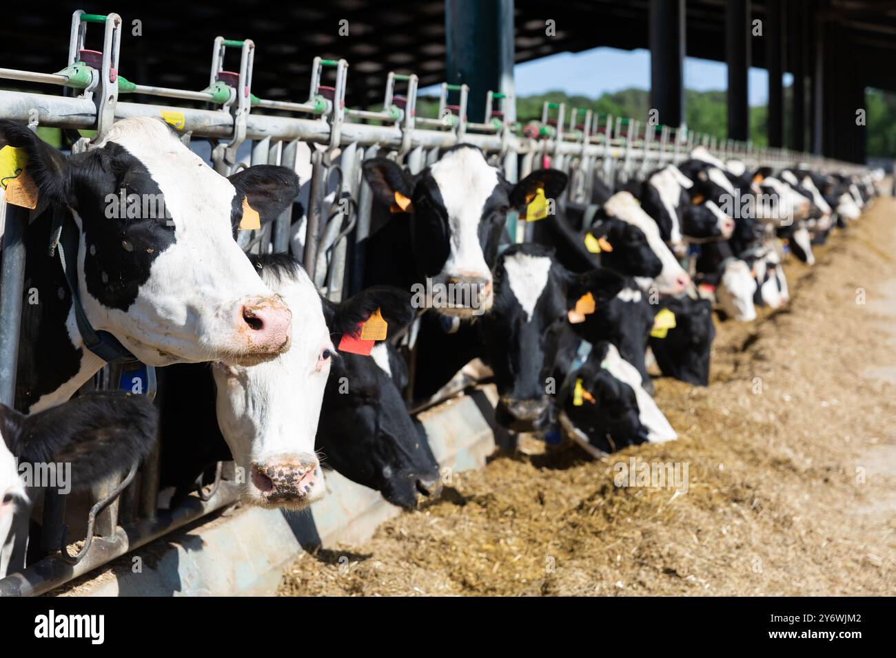 In cowshed many cows eat hi-res stock photography and images - Alamy