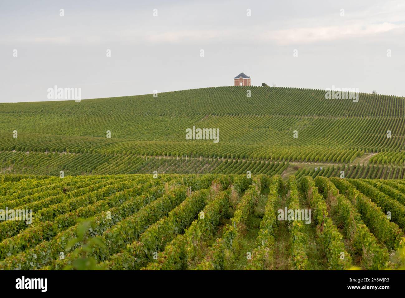 Landscape with grand cru vineyards near Cramant and Avize, region ...