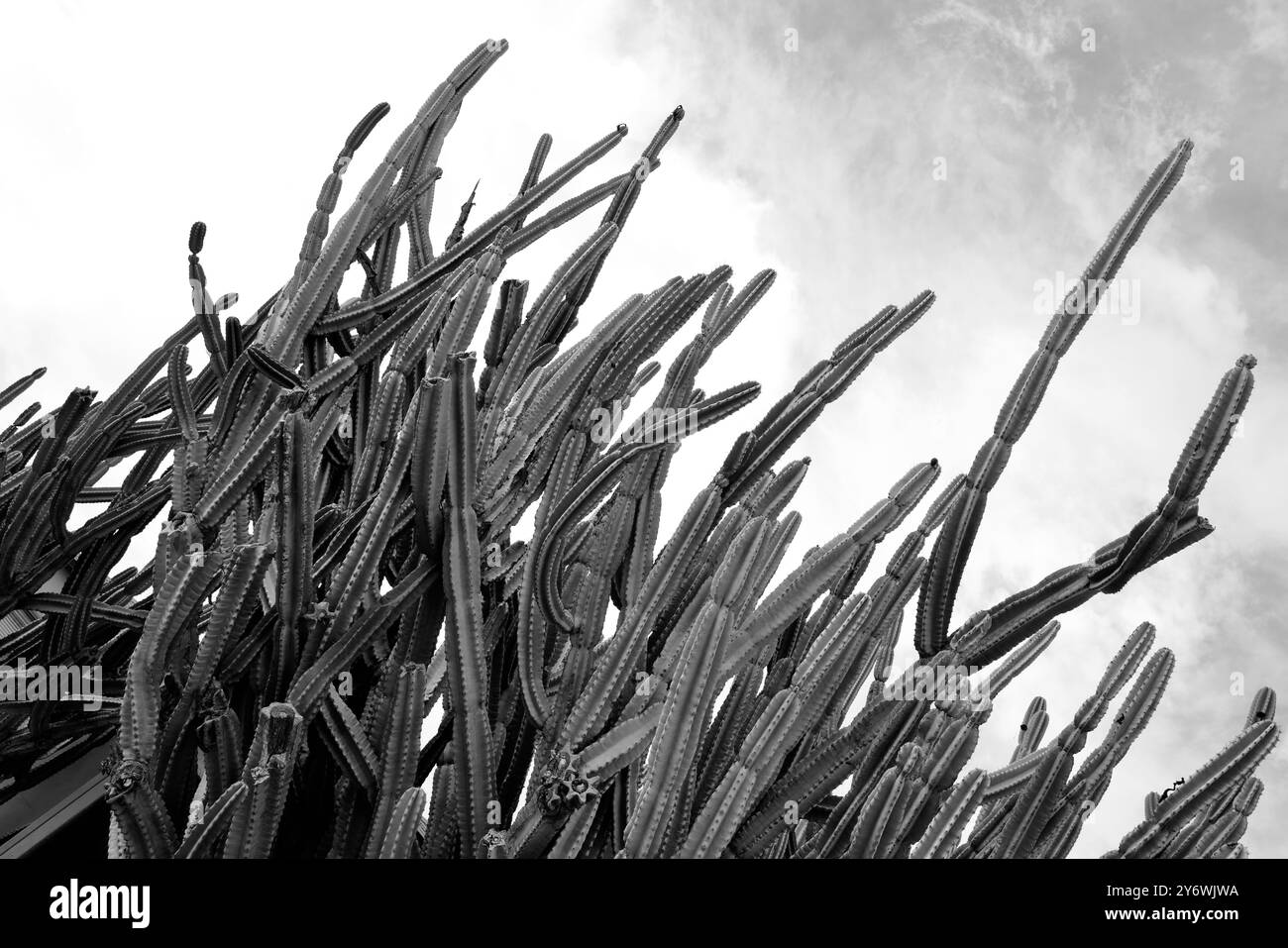 Towering cacti surround a house in an urban setting, seamlessly merging ...