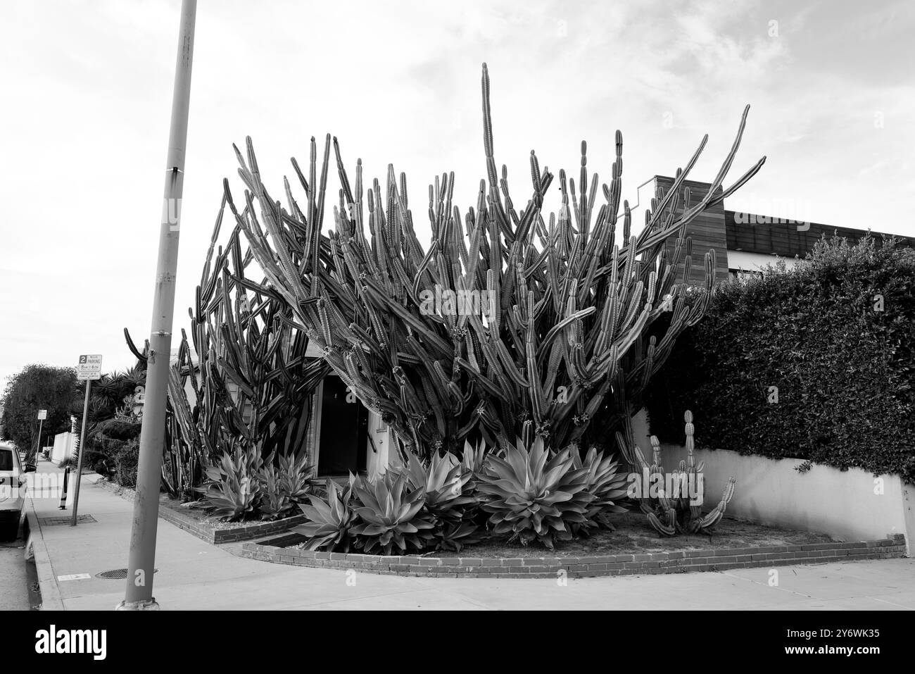 Towering cacti surround a house in an urban setting, seamlessly merging ...
