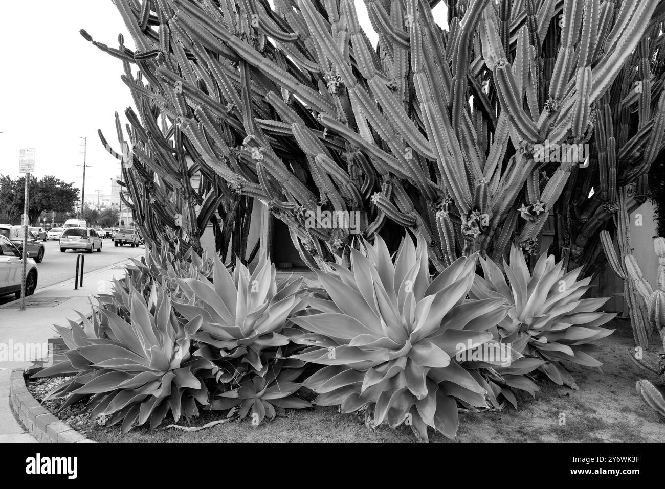 Towering cacti surround a house in an urban setting, seamlessly merging ...