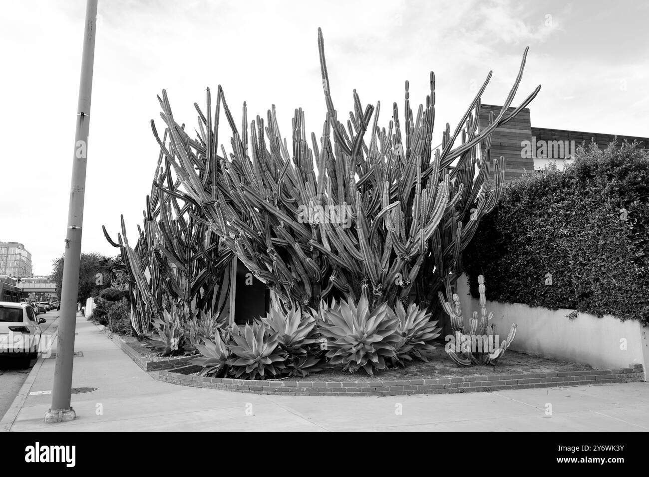 Towering cacti surround a house in an urban setting, seamlessly merging ...