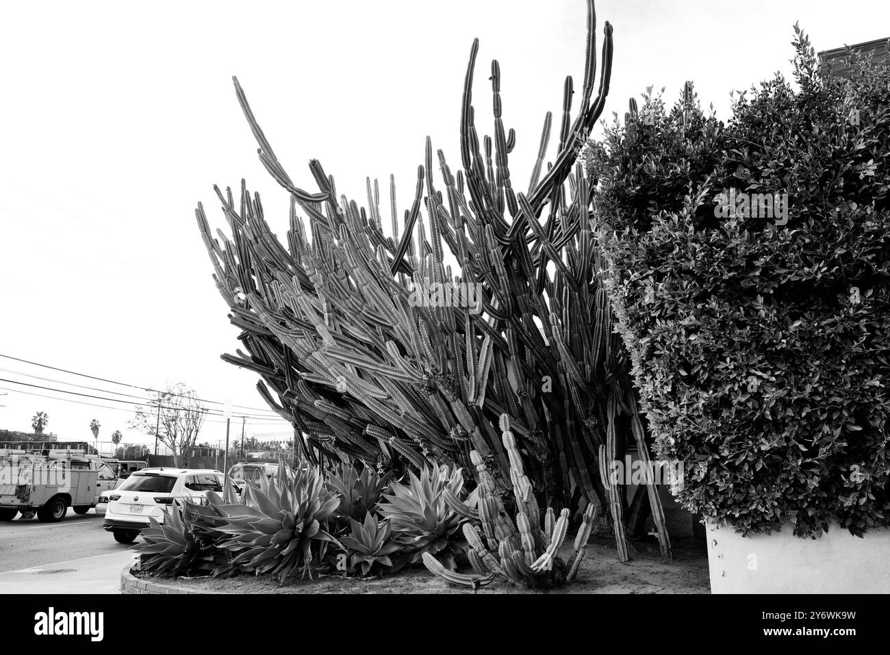 Towering cacti surround a house in an urban setting, seamlessly merging ...