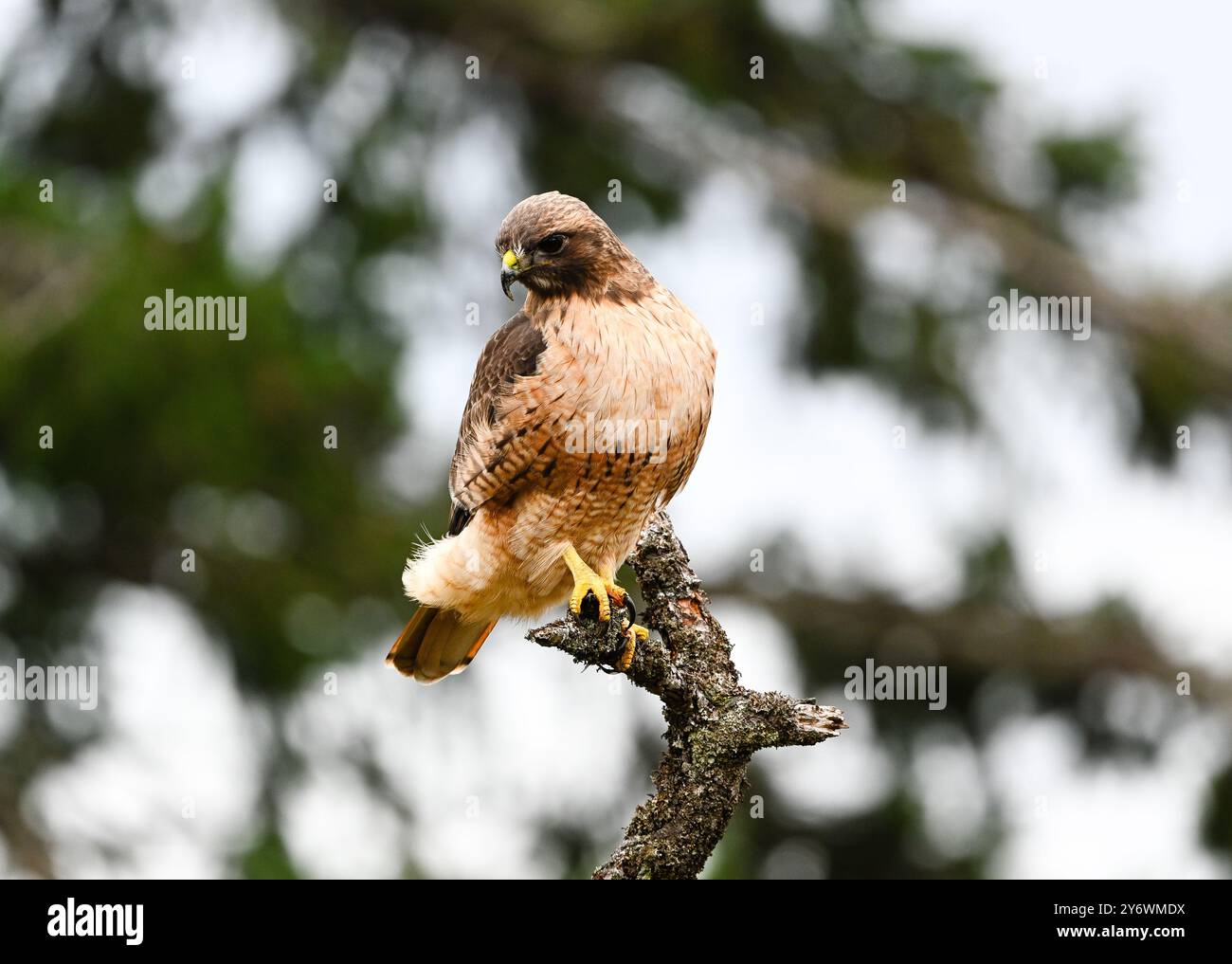 Regal and watchful, the red-tailed hawk surveys its kingdom from a ...